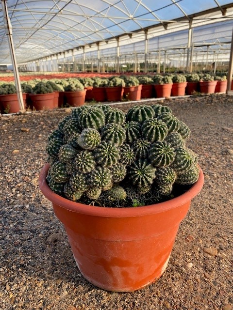 Easter Barrel Cactus | Creekside Nursery