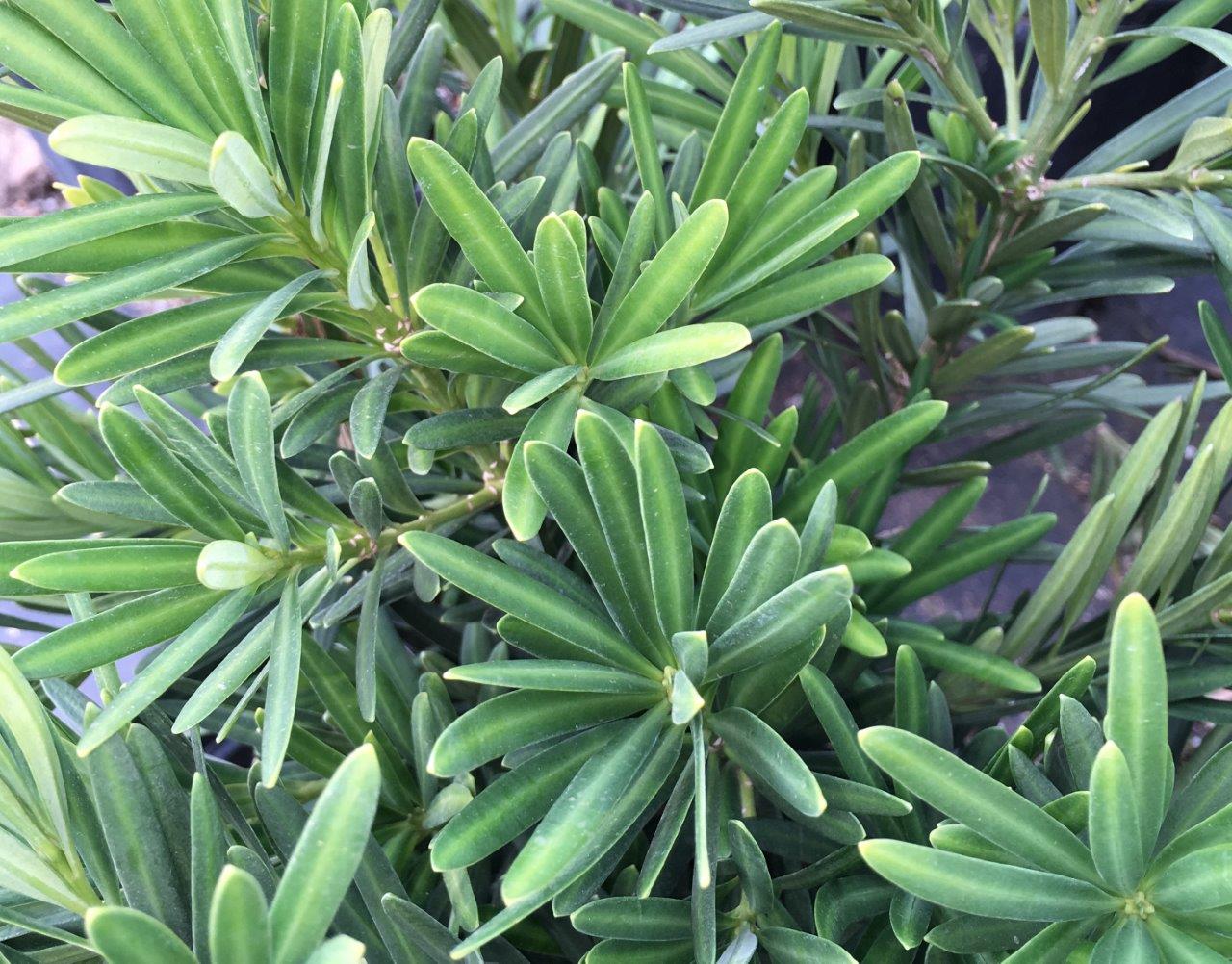 ‘Dwarf Pringles’ Japanese Yew | Creekside Nursery