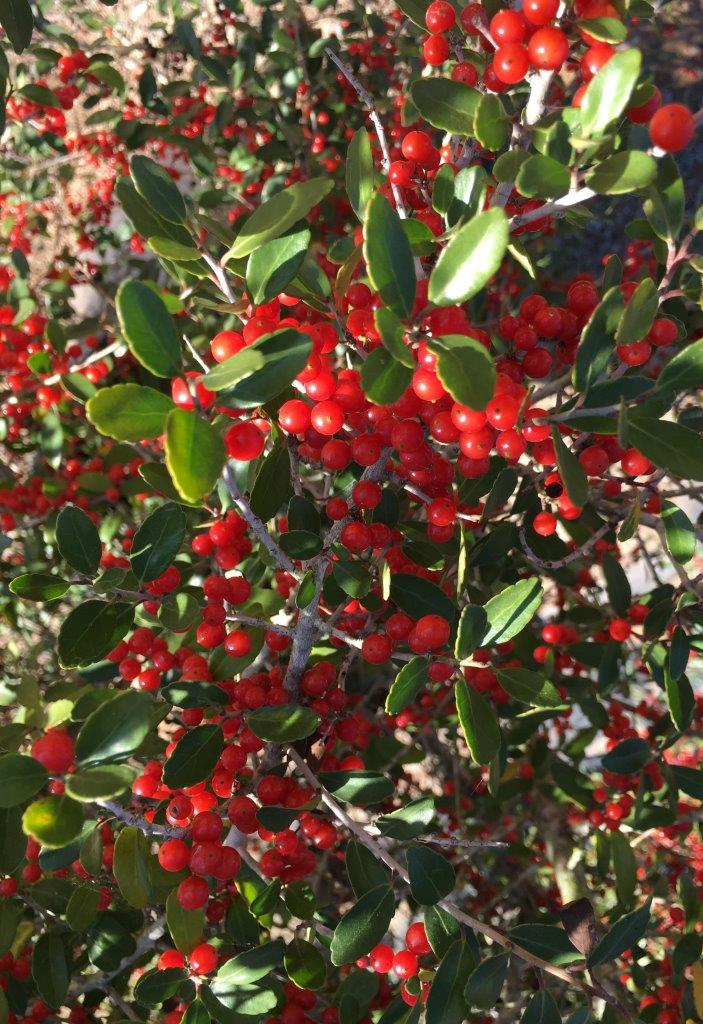 Pride of Houston Yaupon Holly | Creekside Nursery