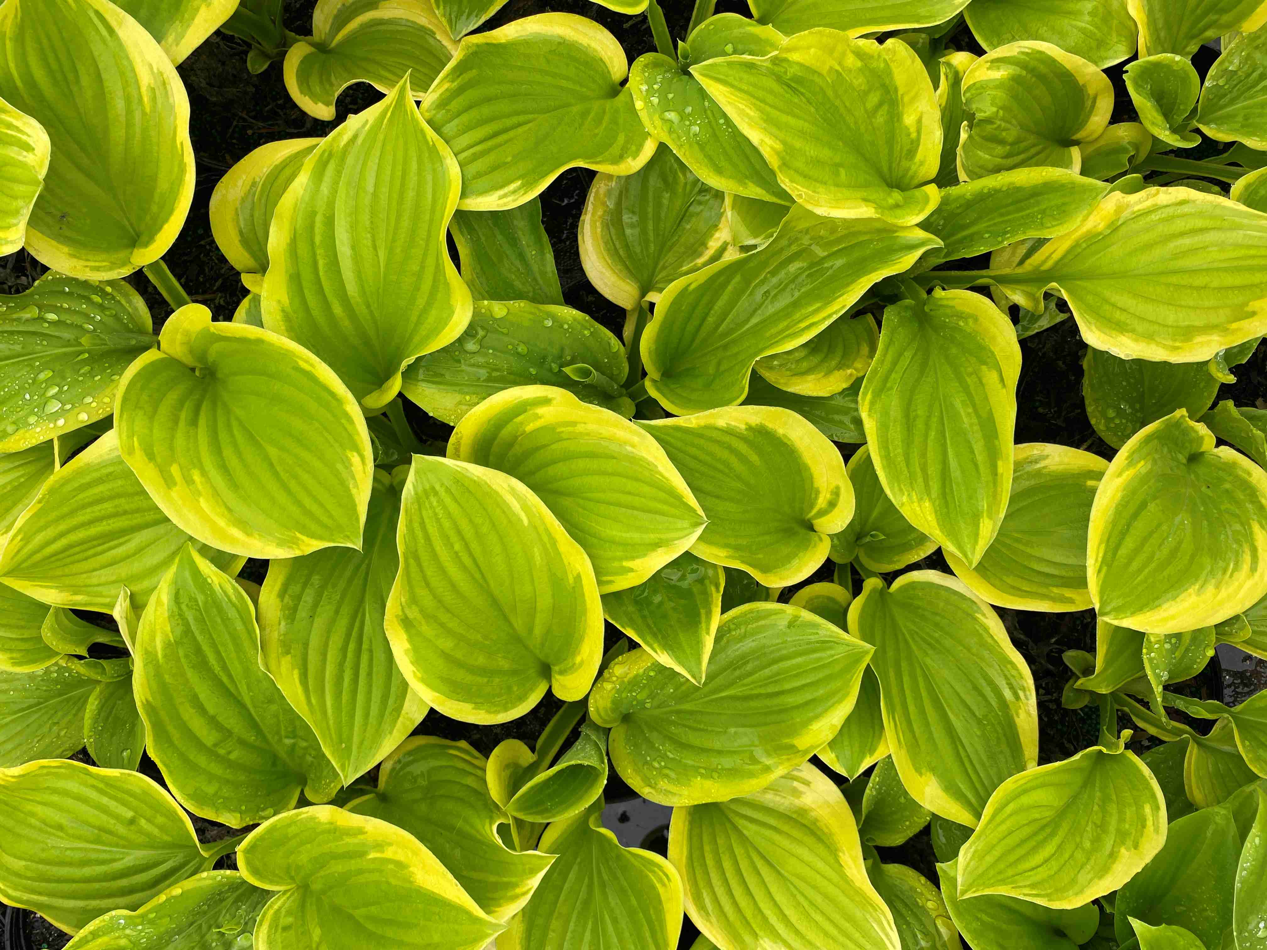 Hosta 'Fragrant Bouquet' | Creekside Nursery