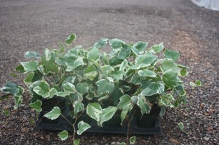 Algerian Ivy Marengo | Creekside Nursery