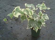 Algerian Ivy Marengo | Creekside Nursery