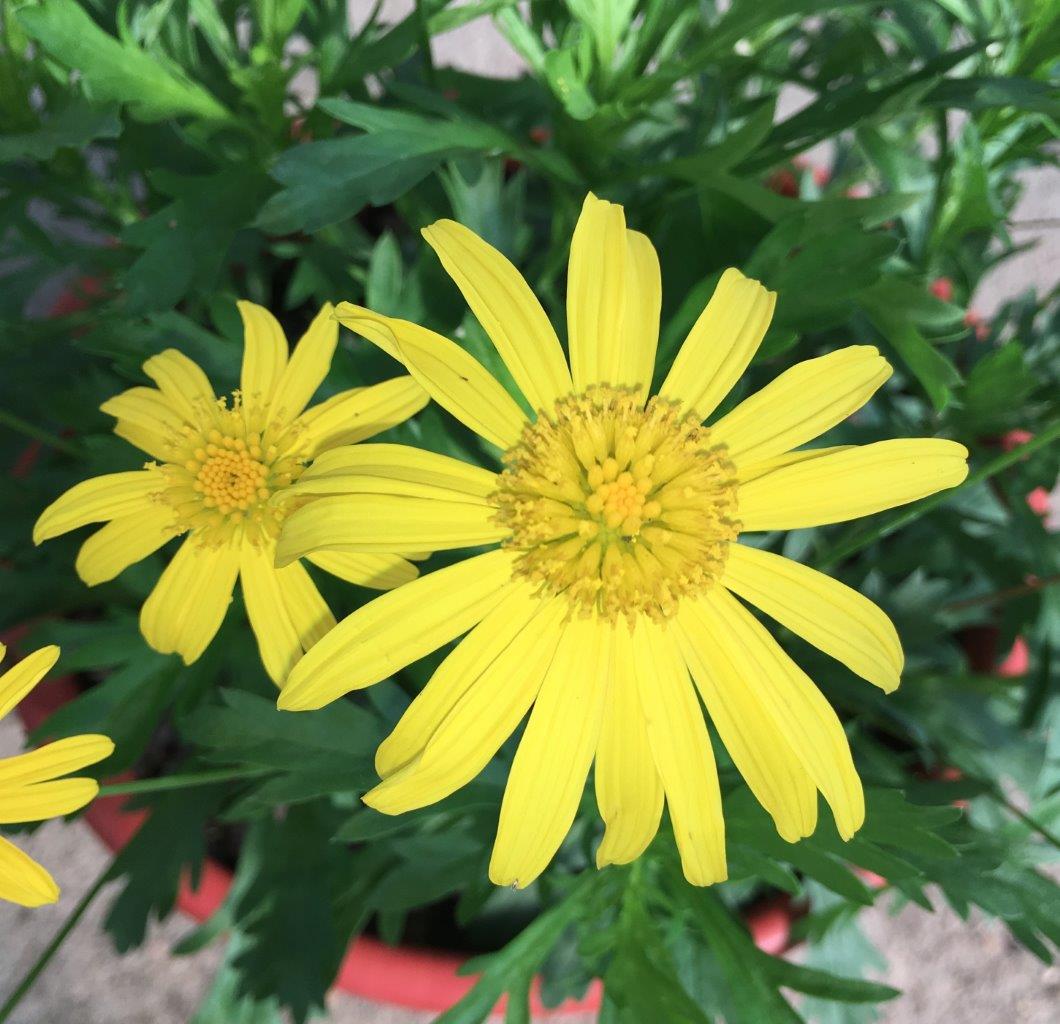 Sunshine Yellow Euryops | Creekside Nursery