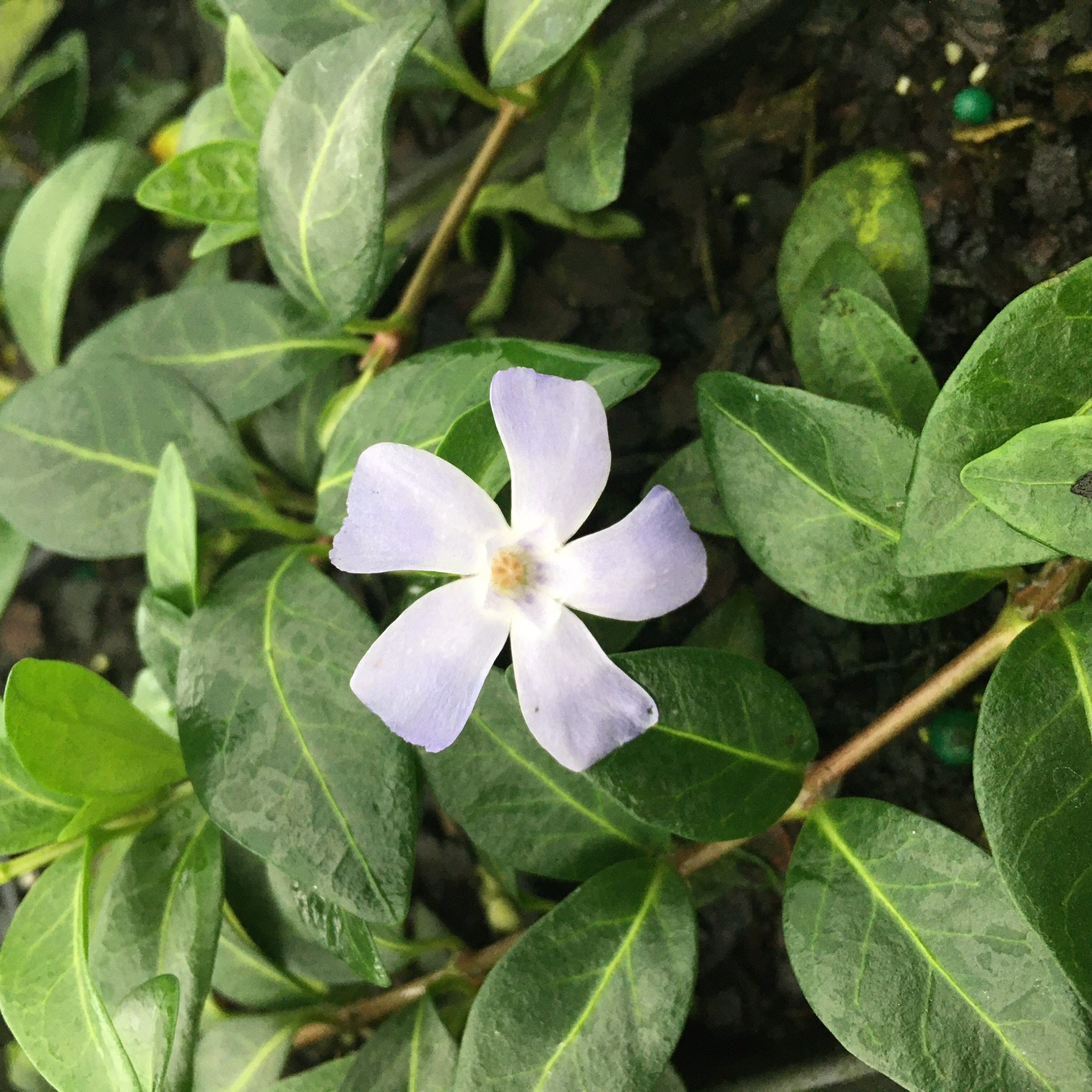 Vinca minor 'Bowles' | Creekside Nursery