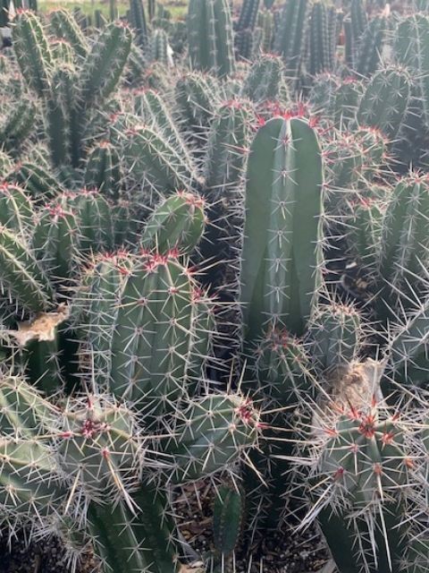 Gray Ghost Organ Pipe Cactus | Creekside Nursery
