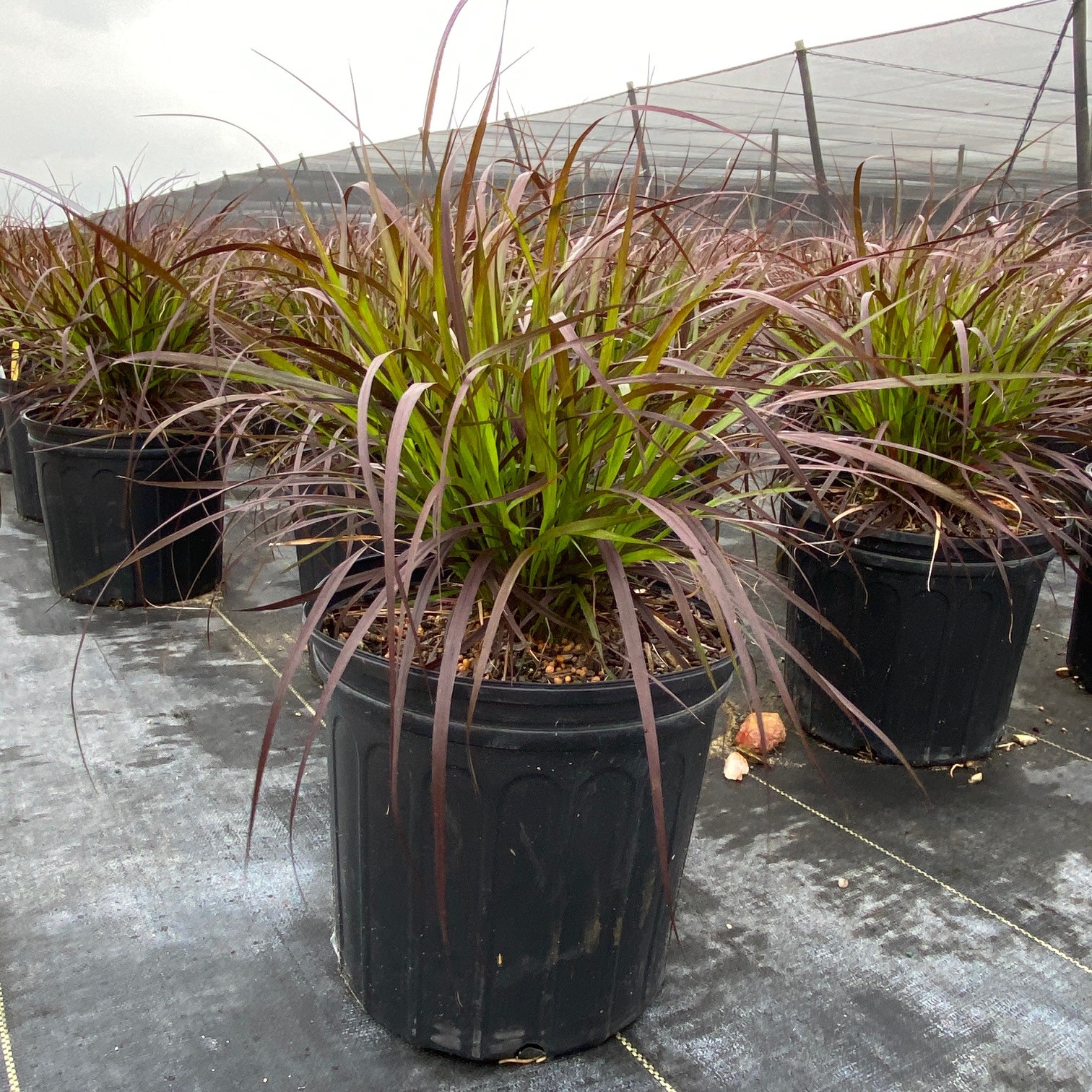 Purple Fountain Grass | Creekside Nursery