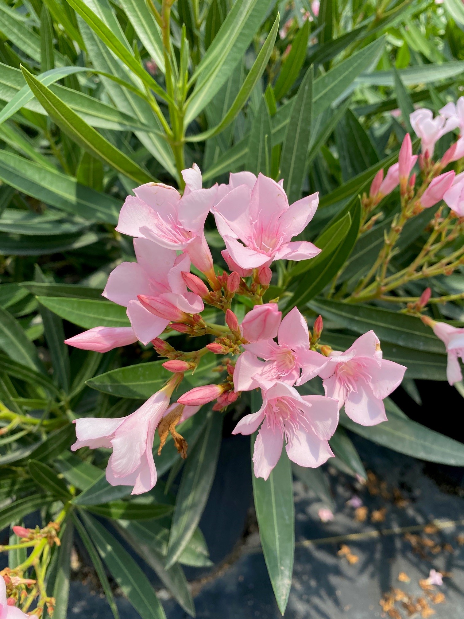 Petite Pink Oleander