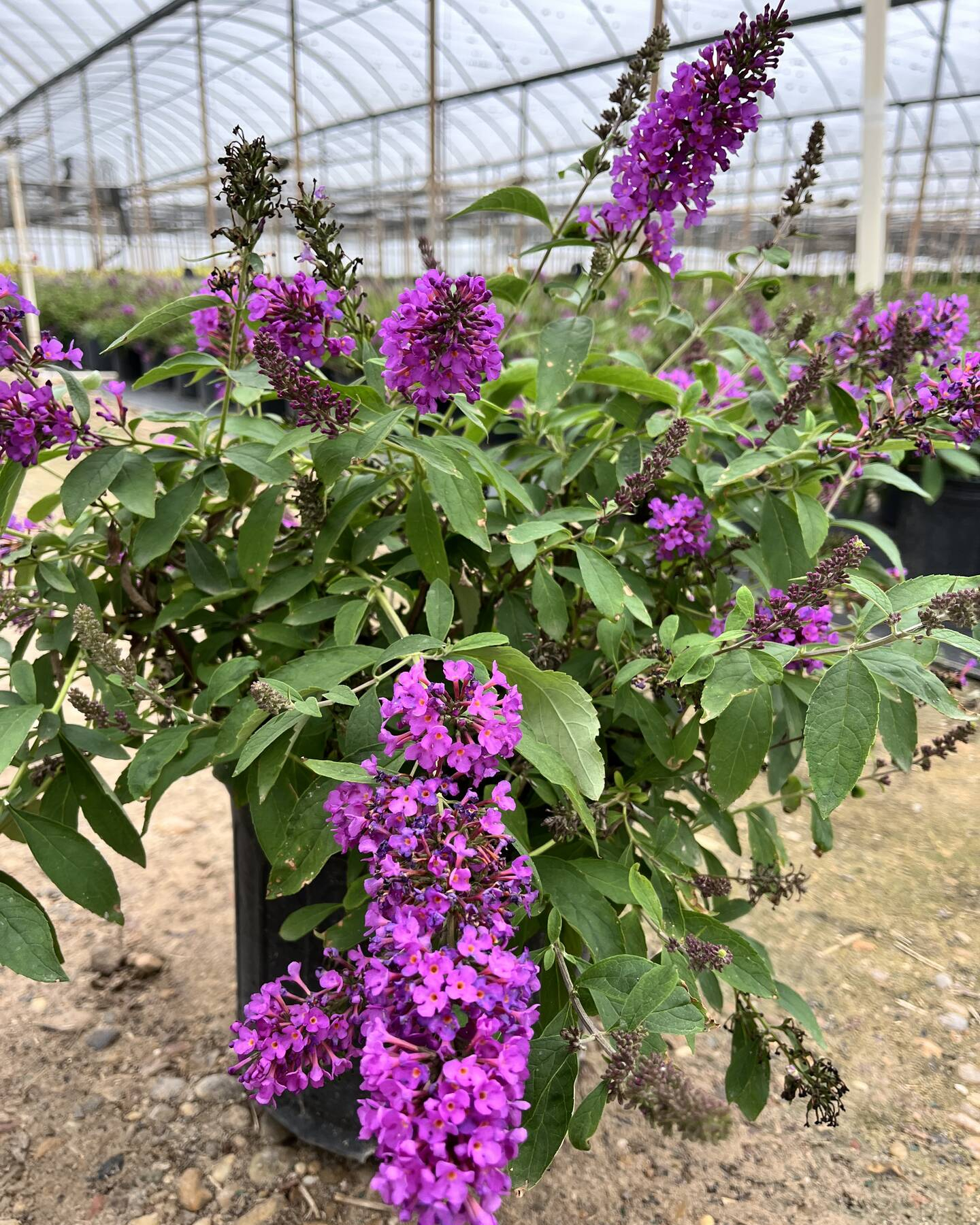 Buddleia x 'Podaras #13' PP22177 | Creekside Nursery