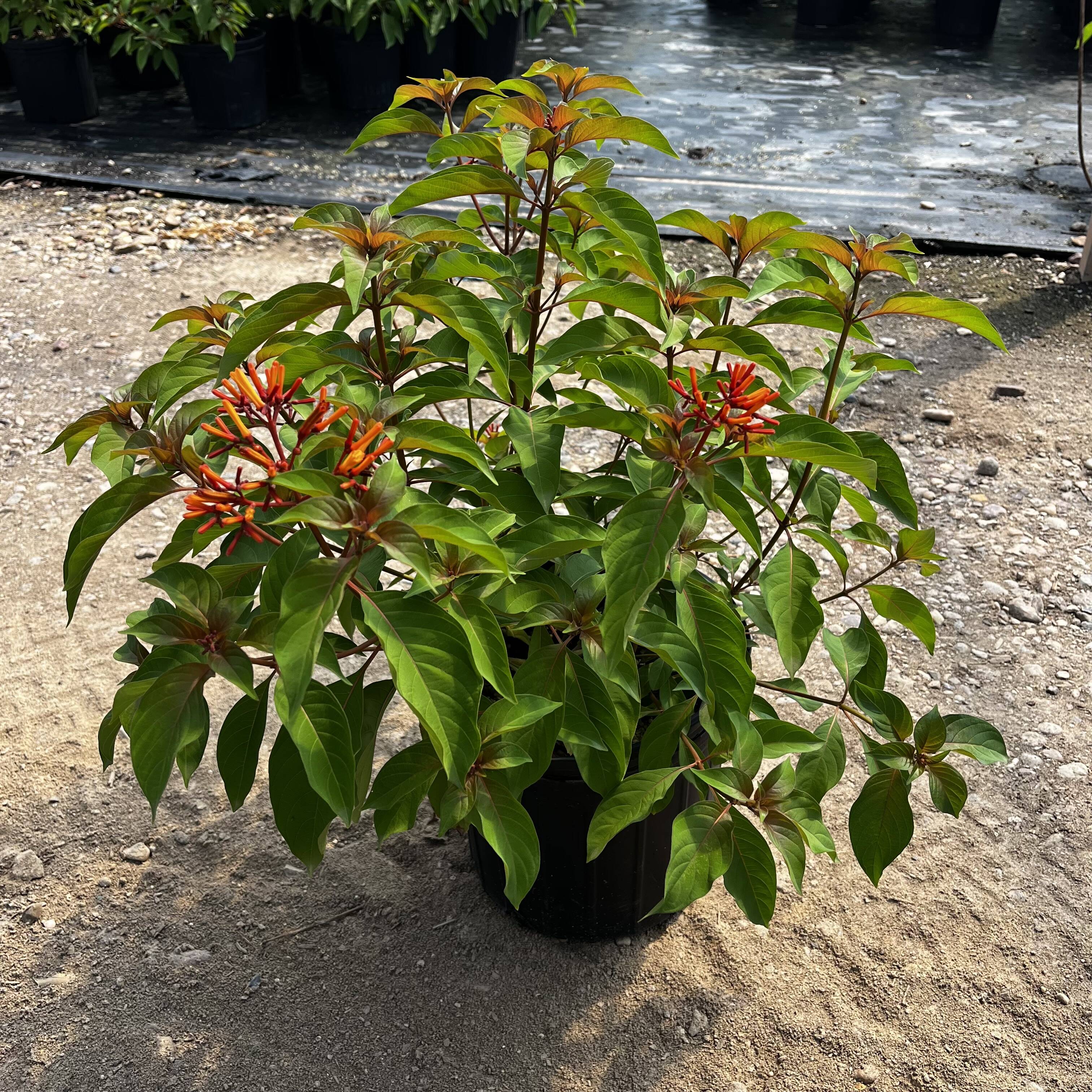Hamelia patens | Creekside Nursery