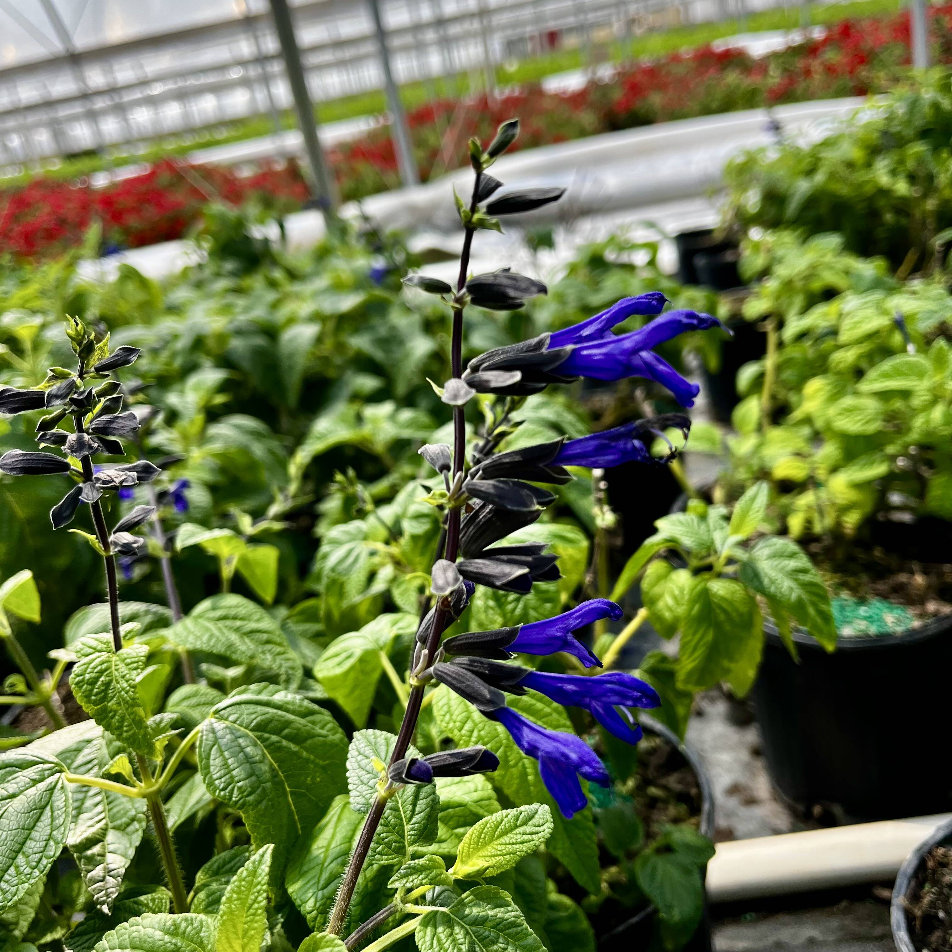 Salvia guaranitica 'Black and Blue' | Creekside Nursery